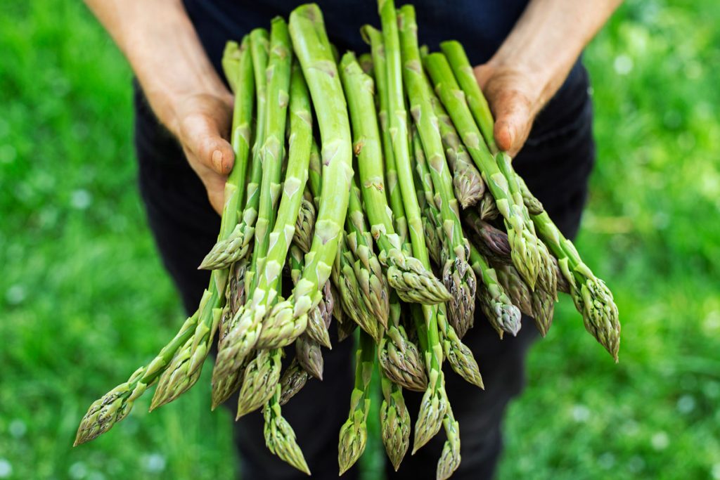 Coltivare asparagi | La struttura, i tempi e le cure