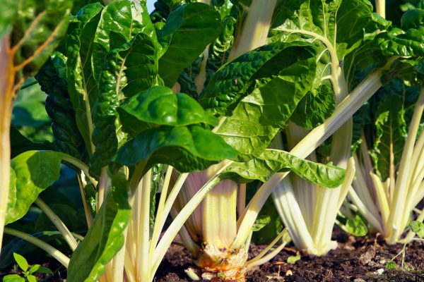 Bietola | Coltivazione e raccolta - Faidateingiardino.com