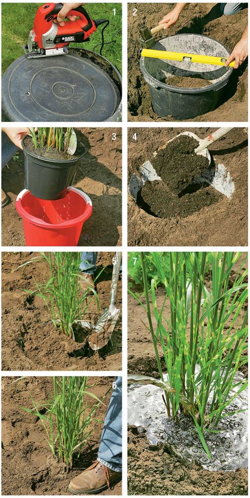 Coltivare il papiro | Trapianto, riproduzione e vasca fai da te