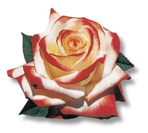 Rosa, la regina dei fiori | Caratteristiche e coltivazione - Fiori da ...