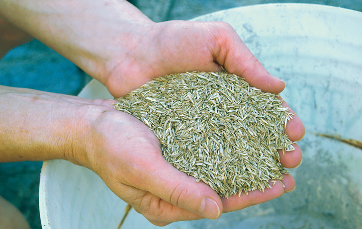 Erba: quale scegliere per il nostro prato? - Giardinaggio, fiori ...