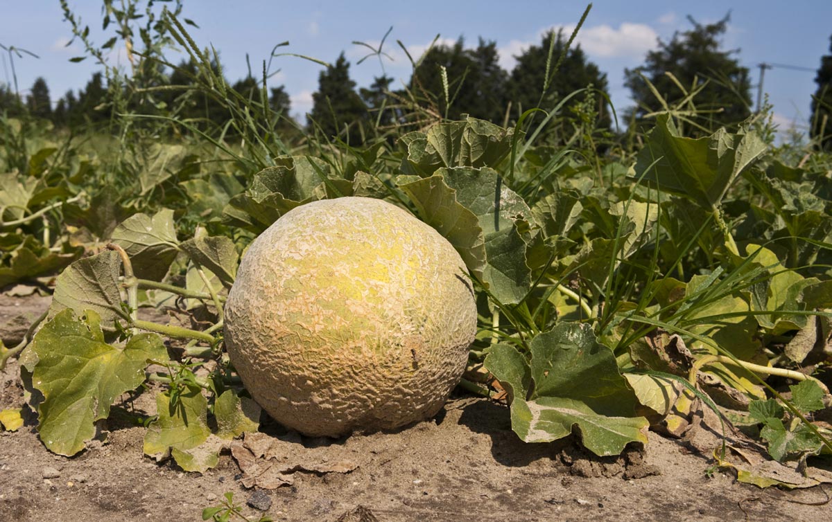 Meloni retati, lisci e invernali | Come coltivarli nell'orto