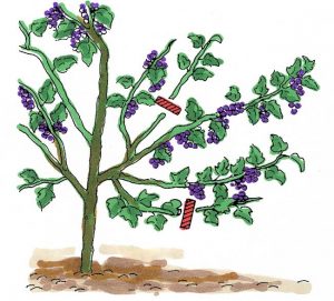 Ribes coltivazione | A frutto rosso a frutto nero e uva spina