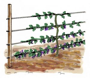 Ribes coltivazione | A frutto rosso a frutto nero e uva spina