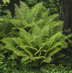 Felce potatura e coltivazione in dettaglio - Giardinaggio, fiori ...