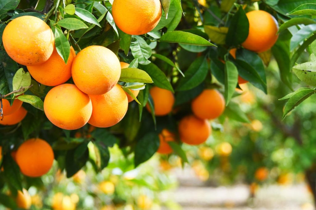 Fiori di fico | Sono in realtà i frutti o esistono davvero?