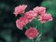 Piantare le rose - Fai da te in giardino