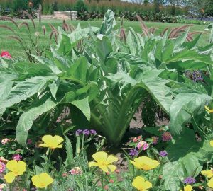 Cardo | Coltivazione e imbianchimento - Giardinaggio, fiori, animali e ...
