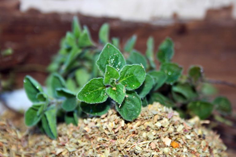 Origano | Pianta erbacea aromatica - Giardinaggio, fiori, animali e ...