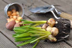 Bulbi da piantare in autunno | Quali scegliere e come fare