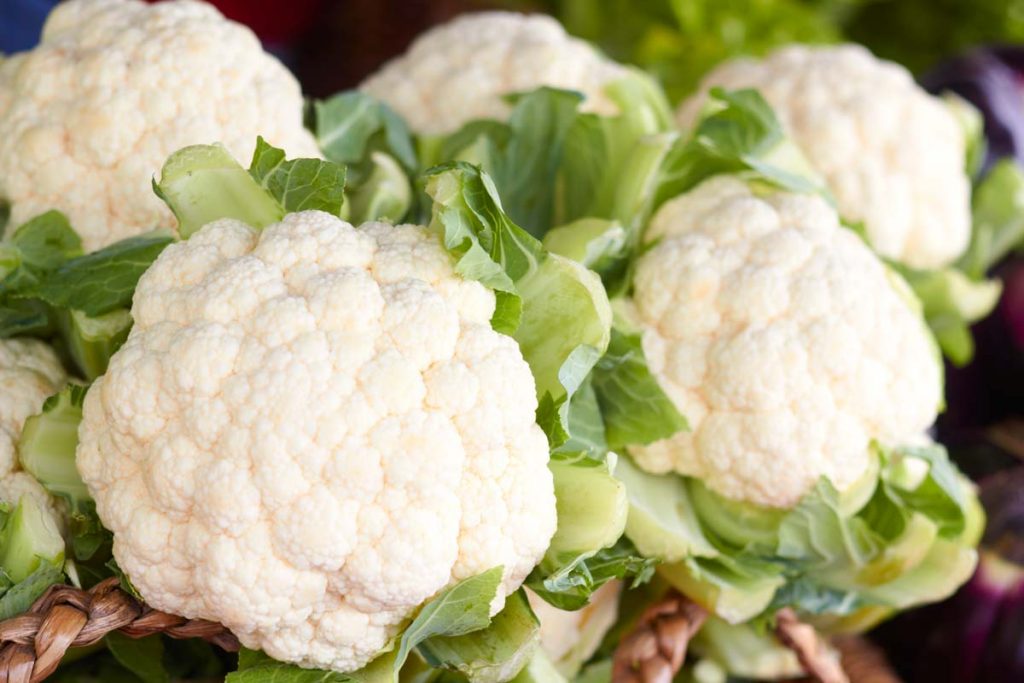 Moltiplicare l’Alloro per talea | Guida illustrata - Giardinaggio ...
