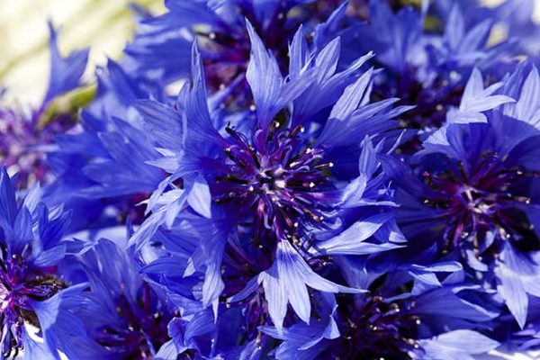 Fiordaliso | Coltivazione, cure e fioritura - Giardinaggio, fiori ...