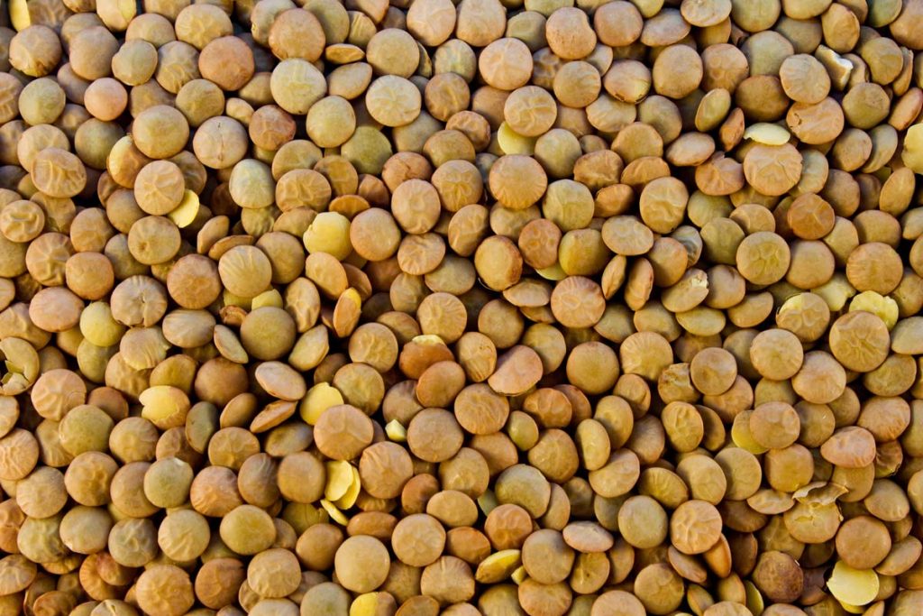 Lenticchie pianta | Come coltivarla - Giardinaggio, fiori, animali e ...