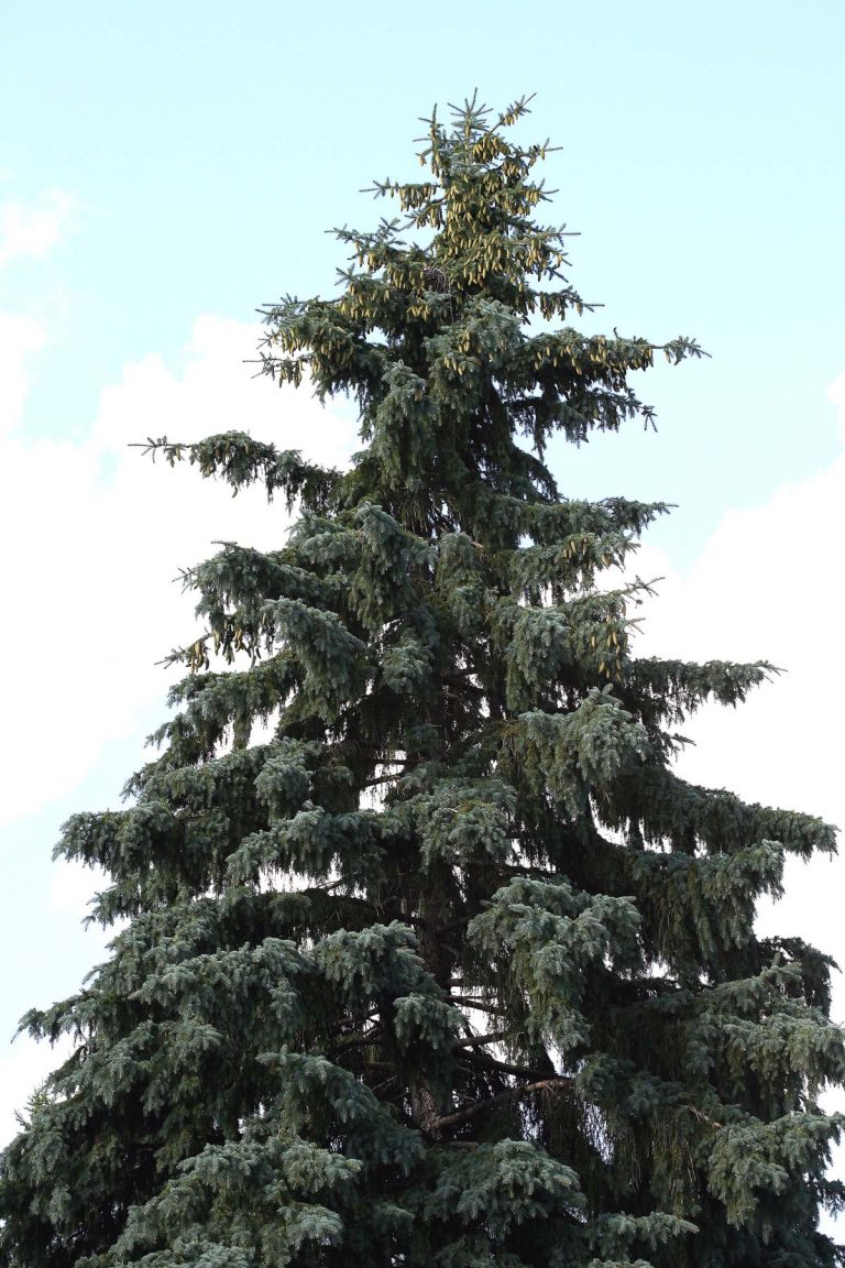 Pino | Varietà, forma e coltivazione - Faidateingiardino.com