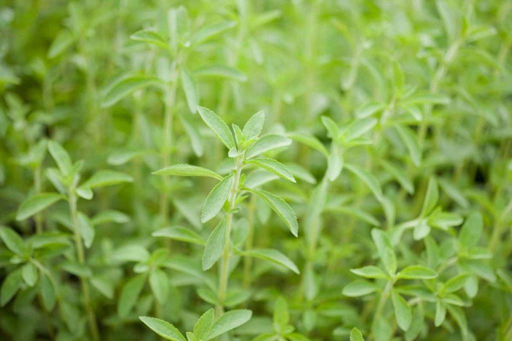 Stipa tenuissima | Cura e coltivazione della pianta dai capelli d’angelo