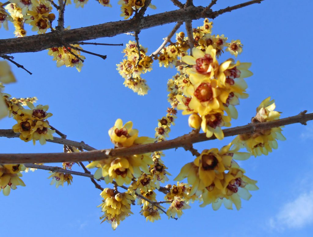 Calicanto | Profumato fiore d'inverno