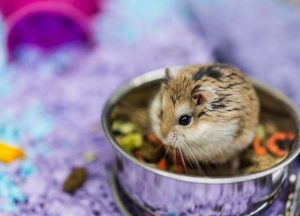 Criceto domestico | Come accudirlo - Faidateingiardino.com