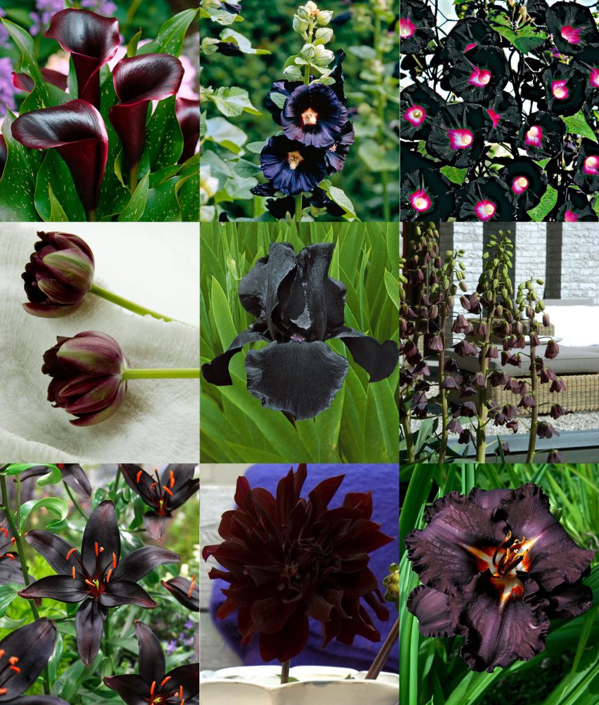 Fiori neri | Rose, tulipani e altri fiori dai colori tendenti al nero