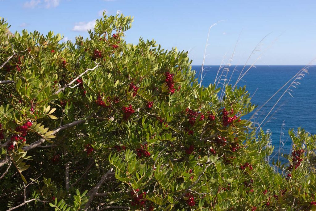 Albero del pane | Cosa sapere su questa pianta tropicale da frutto