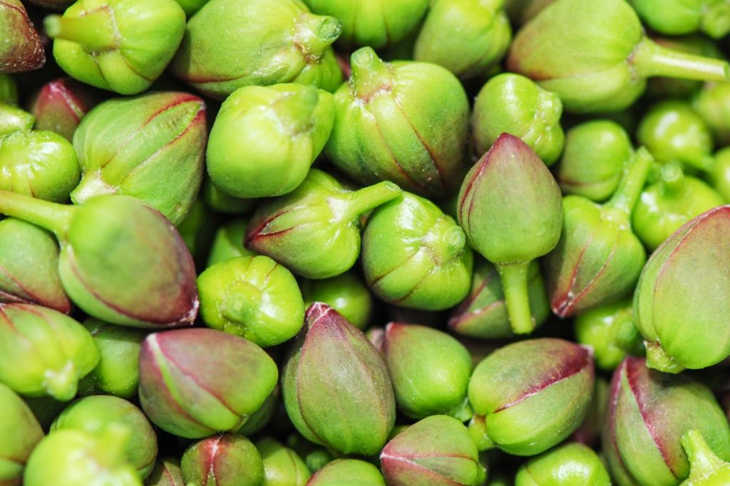 Capperi | Impariamo a "coltivarli" - Faidateingiardino.com