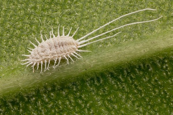 Cocciniglia cotonosa: i rimedi contro questo parassita silenzioso ...