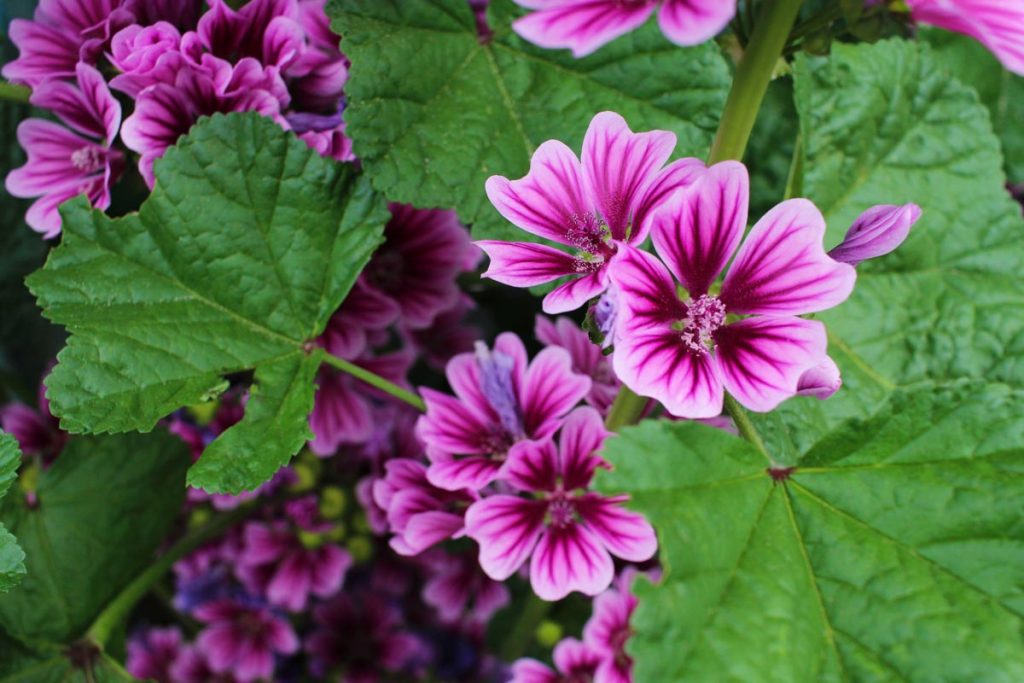 Malva | Erbacea dai fiori viola: coltivazione e proprietà