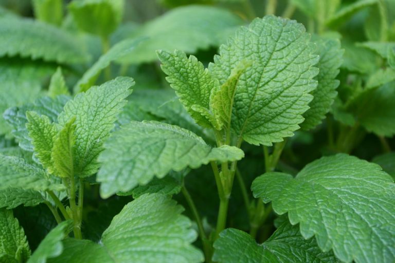Melissa officinalis | Erbacea curativa: impariamo a coltivarla