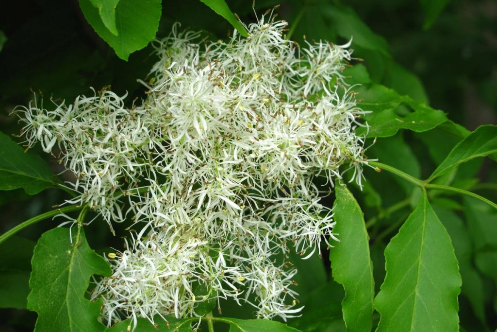 Quercia rossa | Cura e coltivazione della Quercia canadese