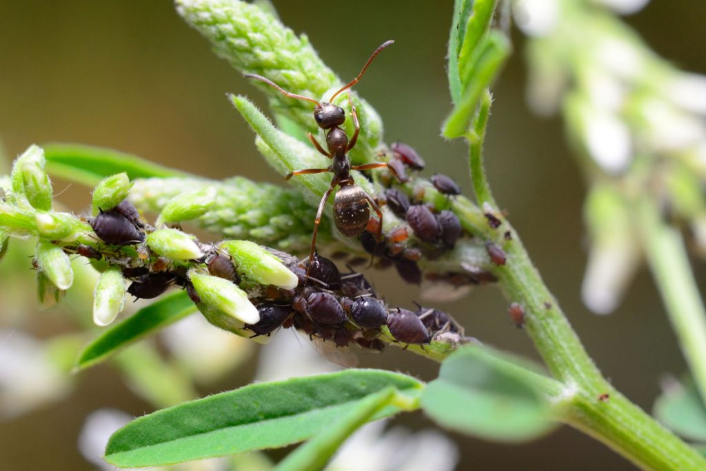 Afidi, mosca bianca e ragnetto rosso | Ecco come debellarli