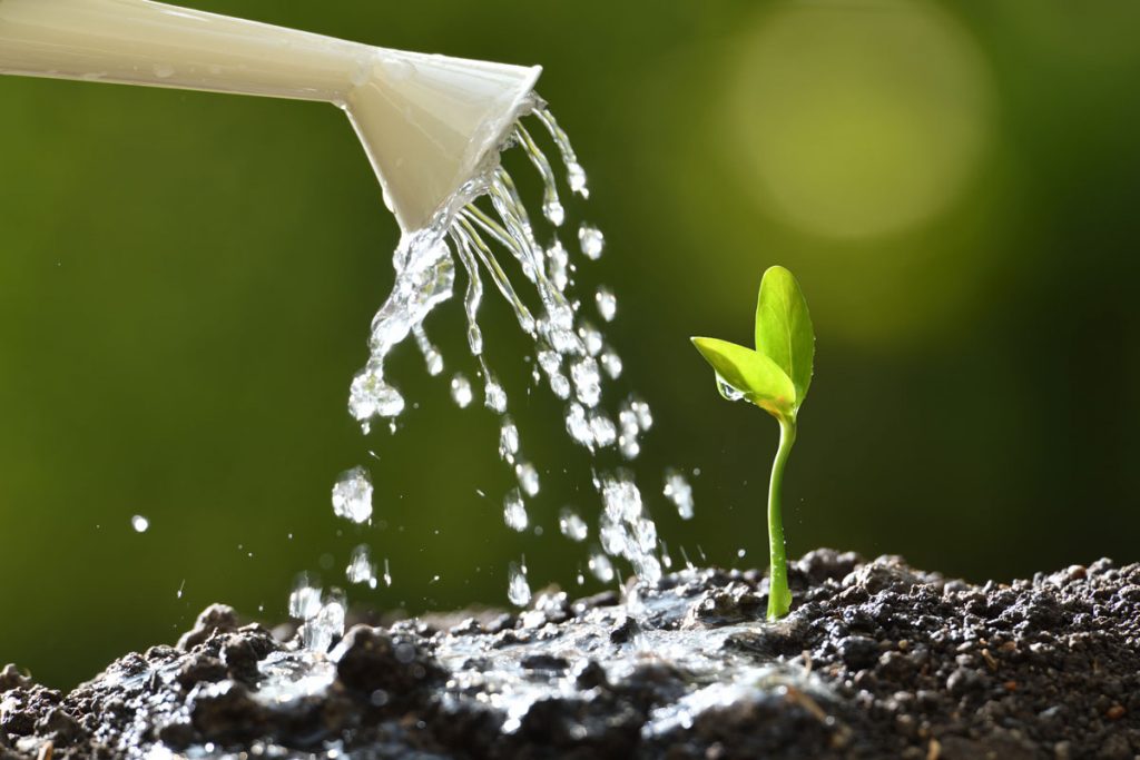 Moltiplicare l’Alloro per talea | Guida illustrata - Giardinaggio ...