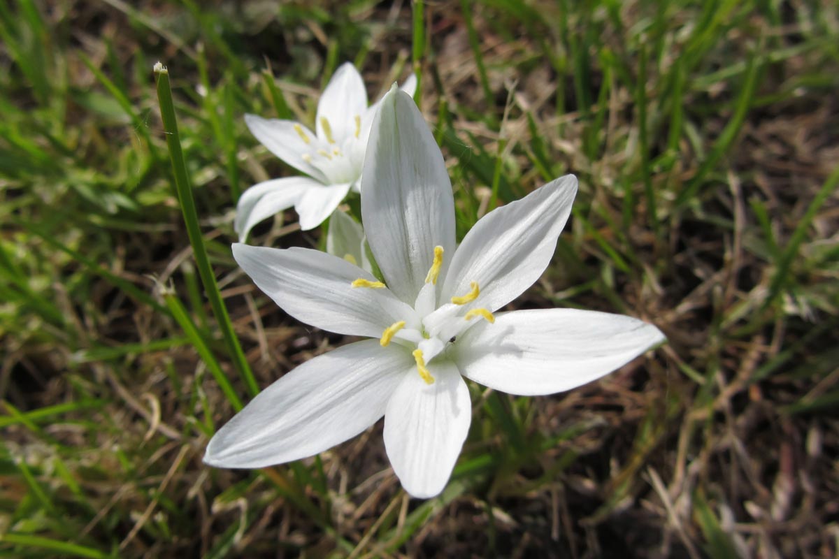 Ornitogallo | Bulbose dai bellissimi fiori bianchi - Faidateingiardino.com