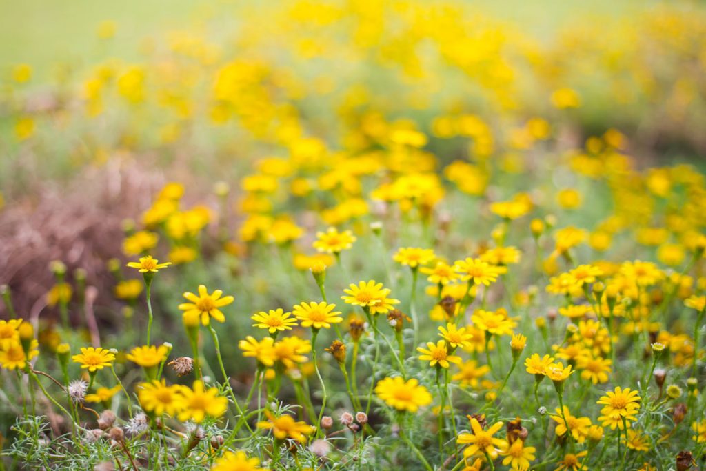 Gramignone, il prato rustico e calpestabile | Come piantarlo - Prato