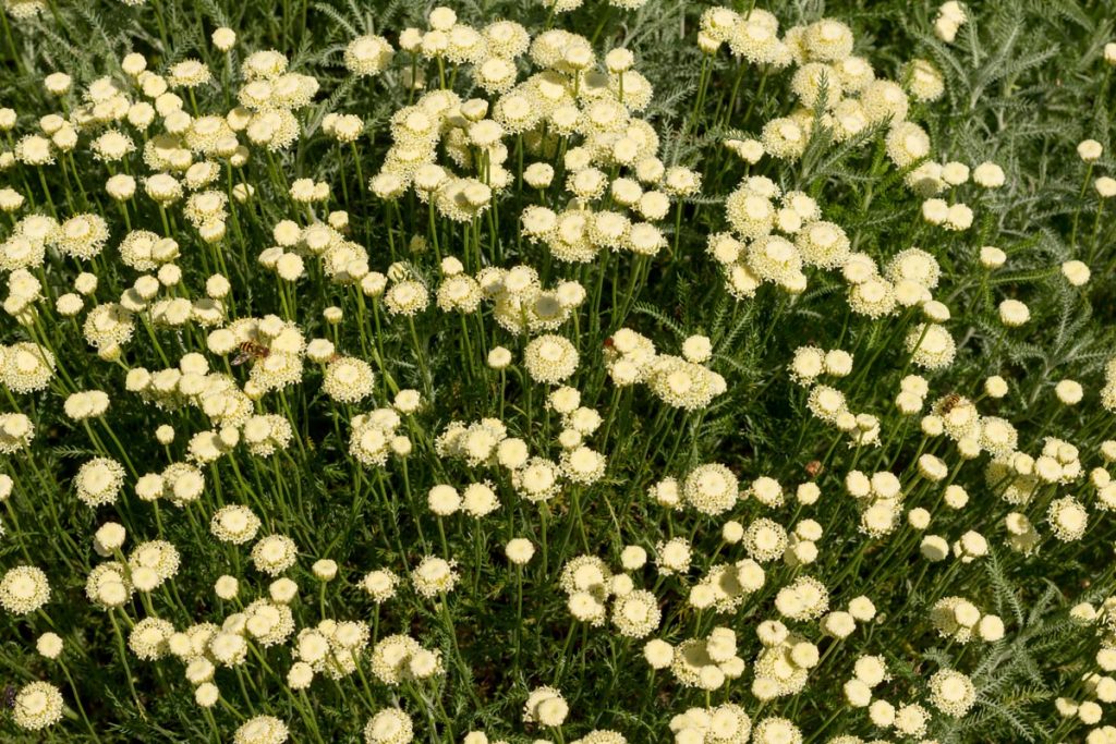 Carex | Pianta dal ricco fogliame: cosa c'è da sapere ...