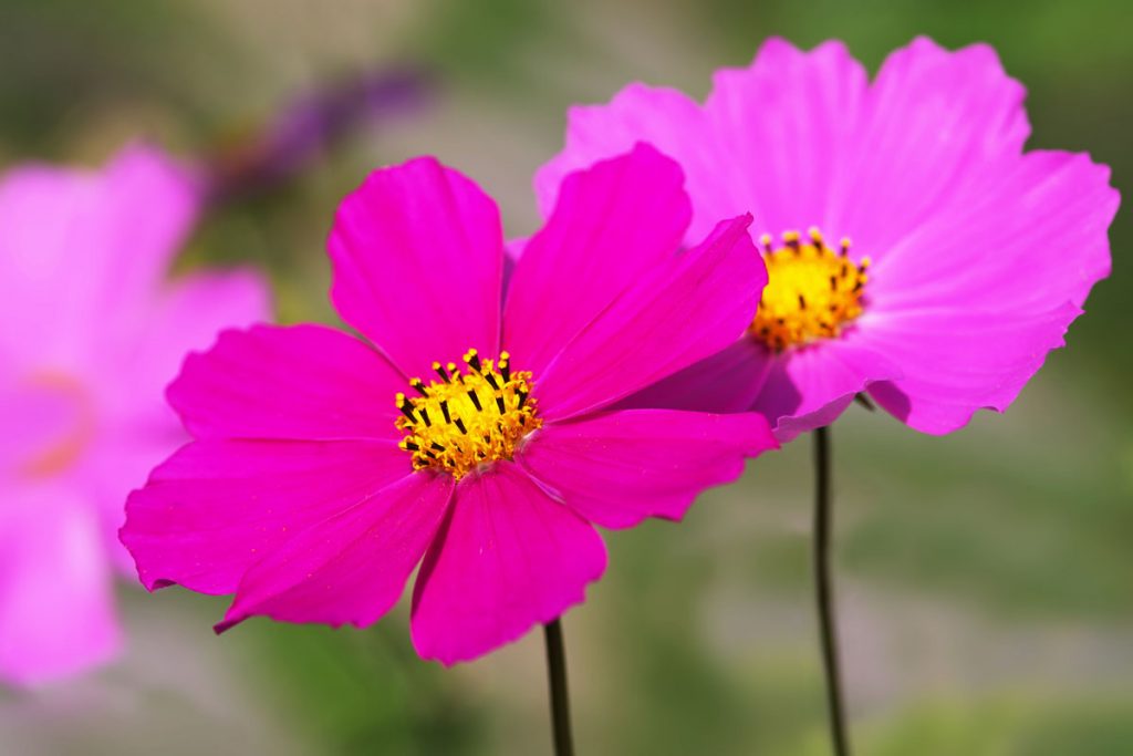 Cosmos | Bellissimi e sgargianti colori: guida alla coltivazione