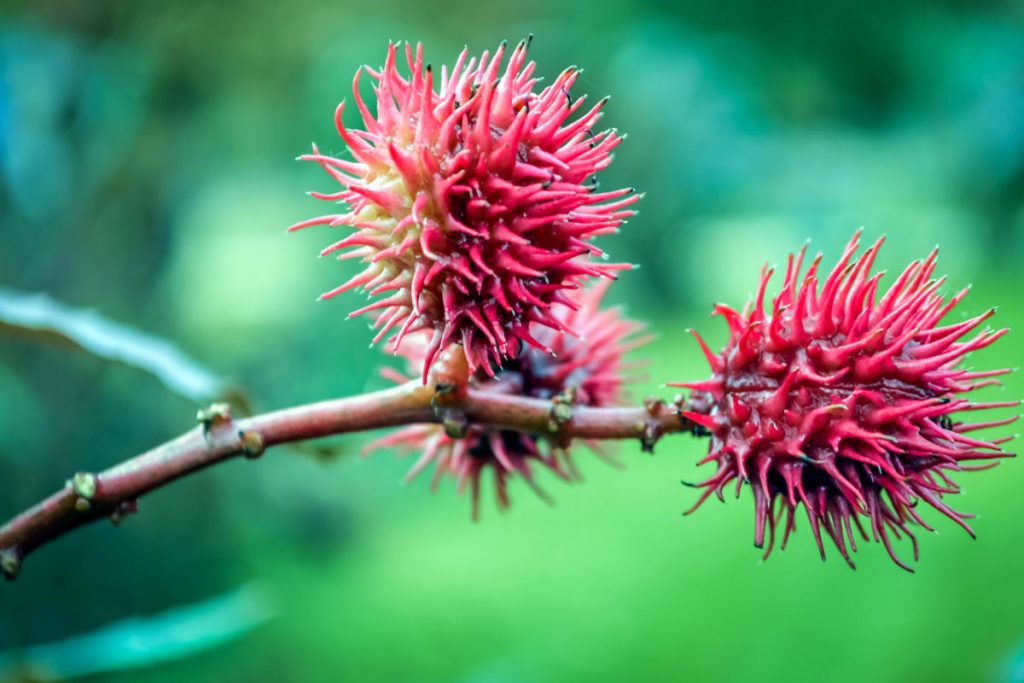 Marruca, arbusto antico | Caratteristiche e coltivazione - Piante da ...