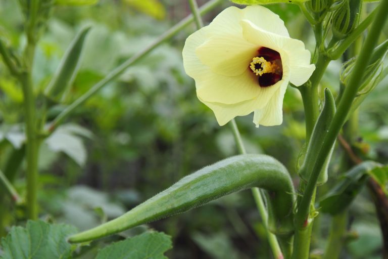 Gombo o okra | L'ortaggio tropicale di facile coltivazione
