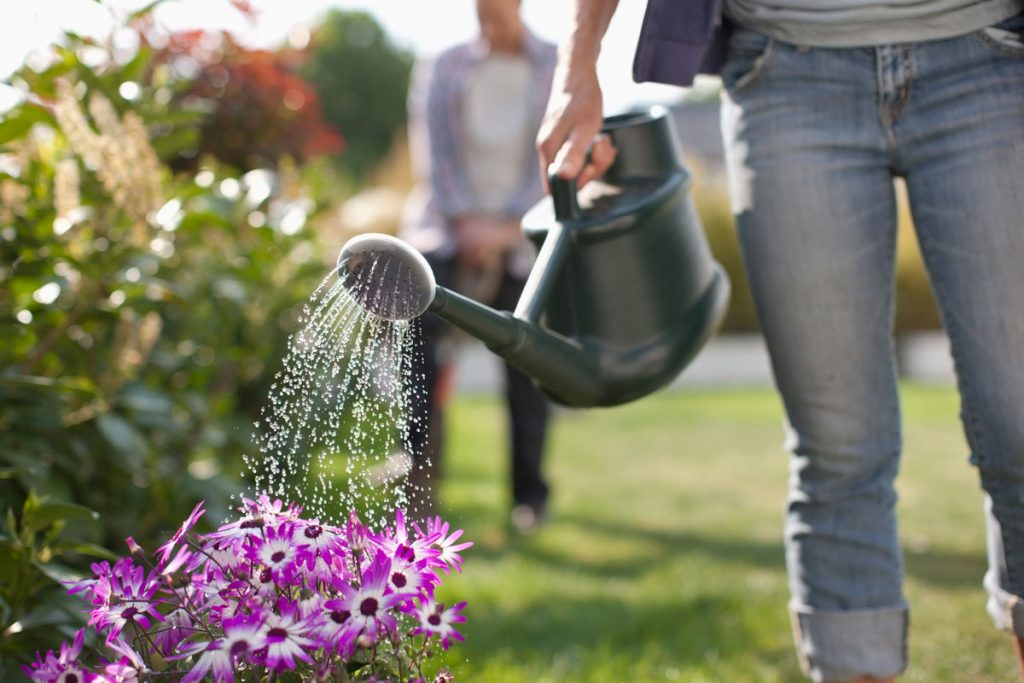 Moltiplicare l’Alloro per talea | Guida illustrata - Giardinaggio ...