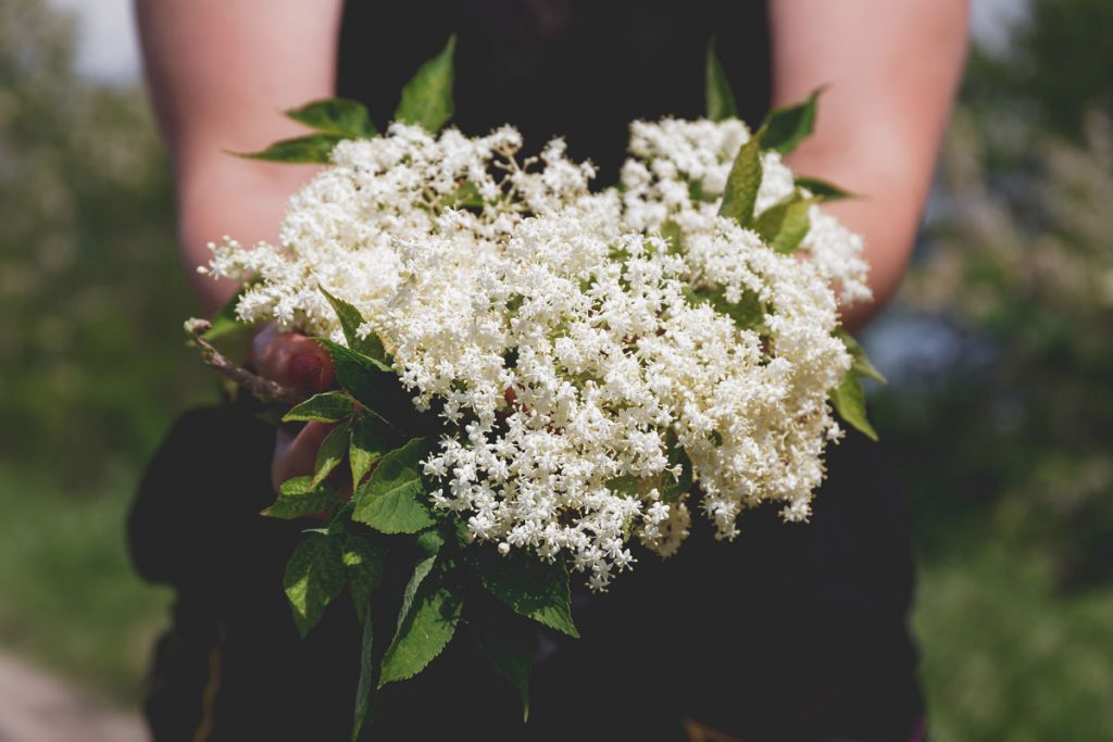 Marruca, arbusto antico | Caratteristiche e coltivazione - Piante da ...