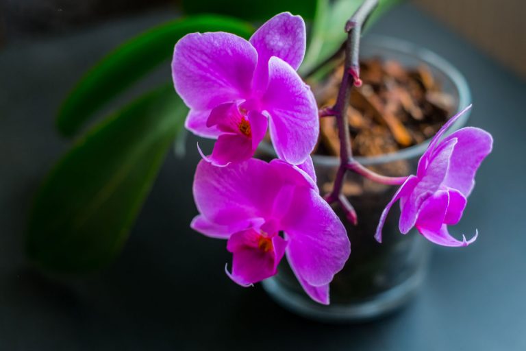 Orchidea 36 cose fondamentali da sapere - Giardinaggio, fiori, animali ...