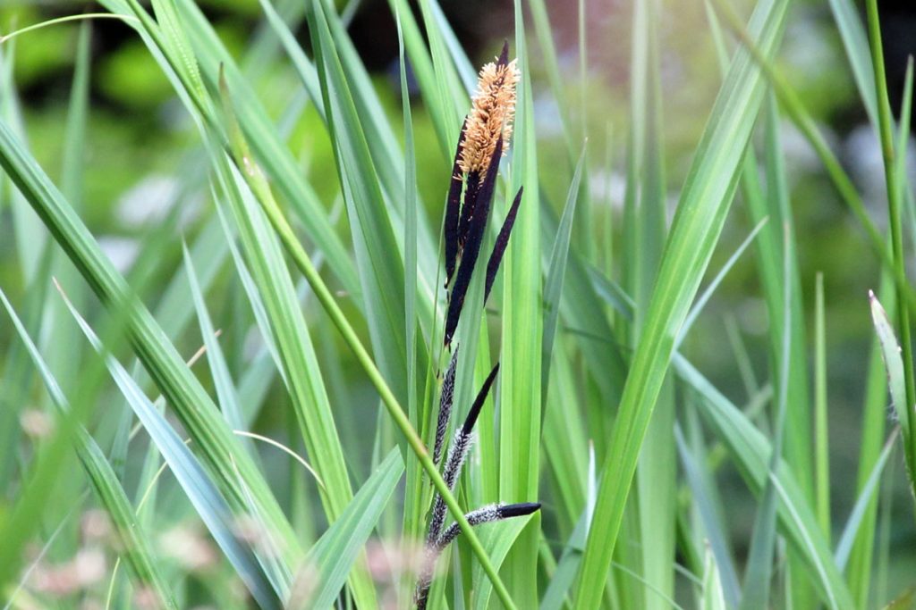 Carex | Pianta dal ricco fogliame: cosa c'è da sapere ...