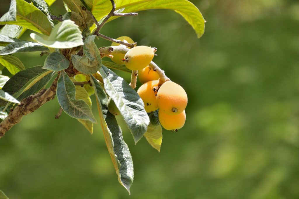 Nespolo del Giappone | Struttura, coltivazione, foglie e frutti