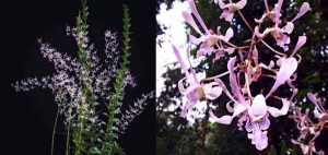 Orchidea Dendrobium | L'orchidea bamboo