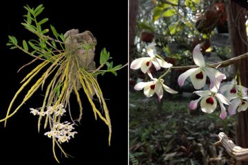 Orchidea Dendrobium | L'orchidea bamboo