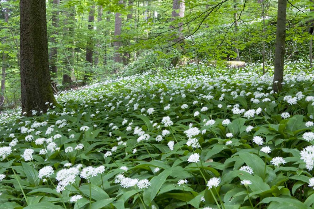 Moltiplicare l’Alloro per talea | Guida illustrata - Giardinaggio ...