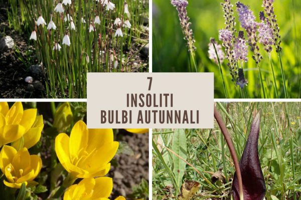 Bulbi in autunno, fiori a primavera - Giardinaggio, fiori, animali e ...