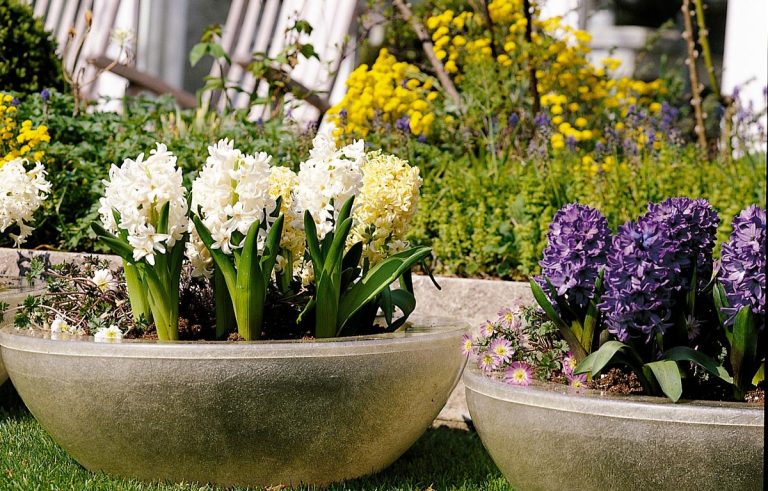 Bulbi in autunno, fiori a primavera - Giardinaggio, fiori, animali e ...