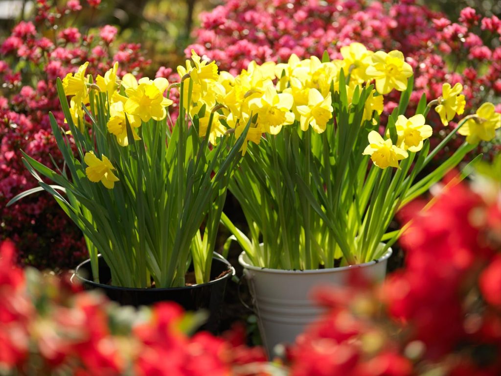 Bulbi in autunno, fiori a primavera - Giardinaggio, fiori, animali e ...