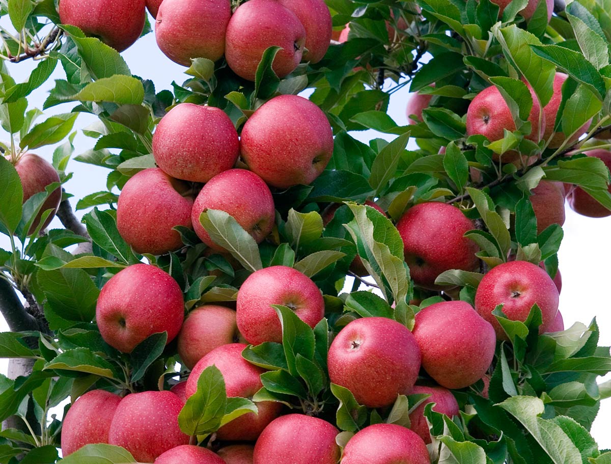 Melo | Come si pianta, come si pota e come si cura - Giardinaggio ...