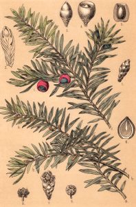 Taxus Baccata | L'albero del tasso comune - Giardinaggio, fiori ...