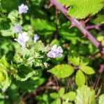 Menta | Piperita, mentuccia, romana: adatta a ogni giardino